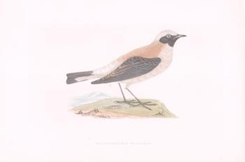 Black-throated Wheatear, from ‘A History of British Birds’ | 19th ...